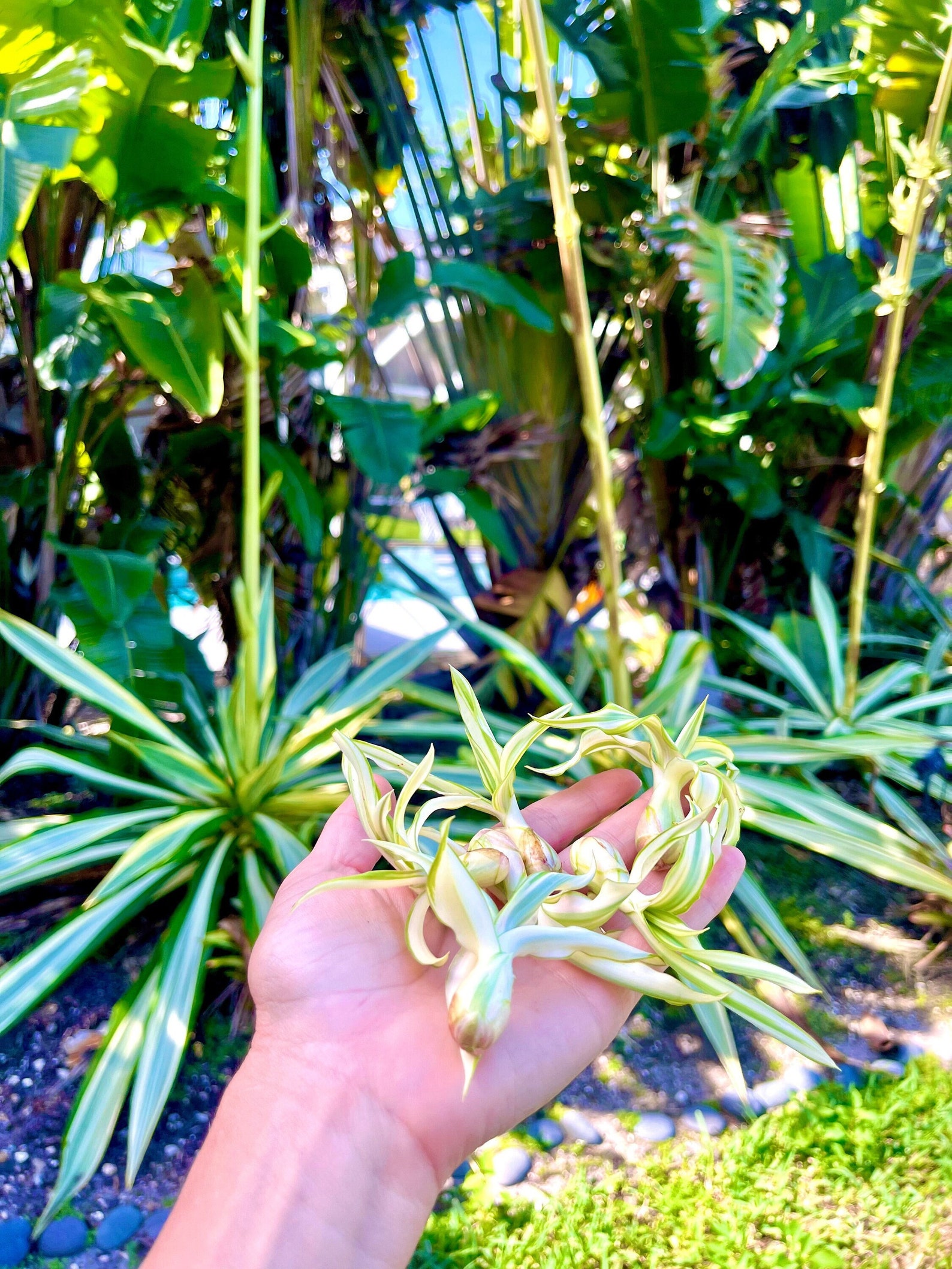 Giant Variegated False Agave (furcraea Gigantea ‘variegata’ - 5 ...