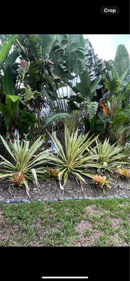 Giant False Agave, Variegated (furcraea Foetida) 1gal - Etsy