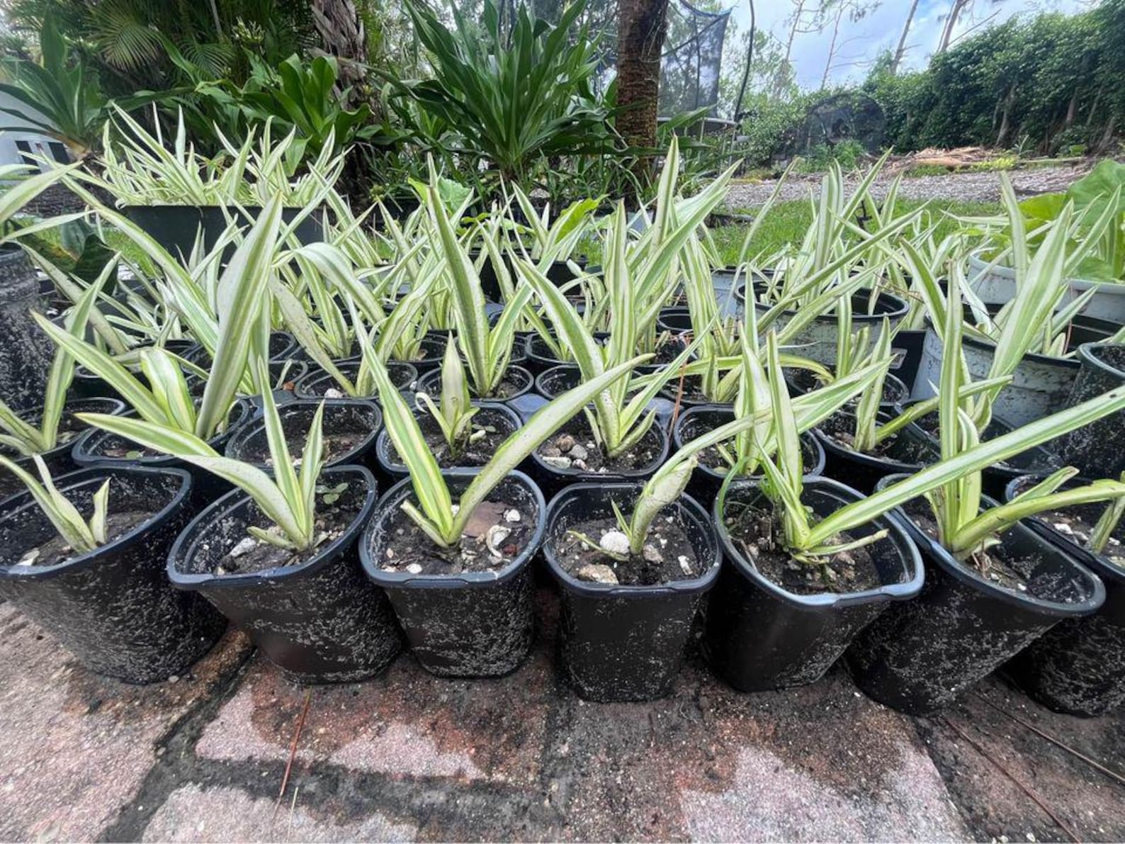 Giant False Agave, Variegated (furcraea Foetida) 4” Pot - Etsy