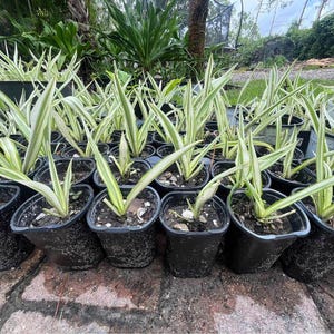 Giant False Agave, Variegated (furcraea Foetida) 4” Pot - Etsy