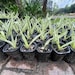 Giant False Agave, Variegated (furcraea Foetida) 4” Pot - Etsy