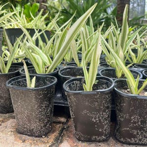 Giant False Agave, Variegated (furcraea Foetida) 4” Pot - Etsy