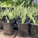 Giant False Agave, Variegated (furcraea Foetida) 4” Pot - Etsy