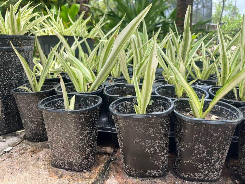 Giant False Agave, Variegated (furcraea Foetida) 4” Pot - Etsy