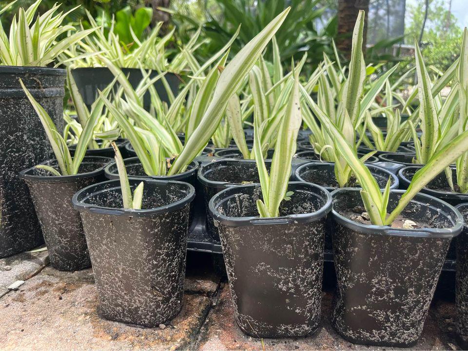 Giant False Agave, Variegated (furcraea Foetida) 4” Pot - Etsy