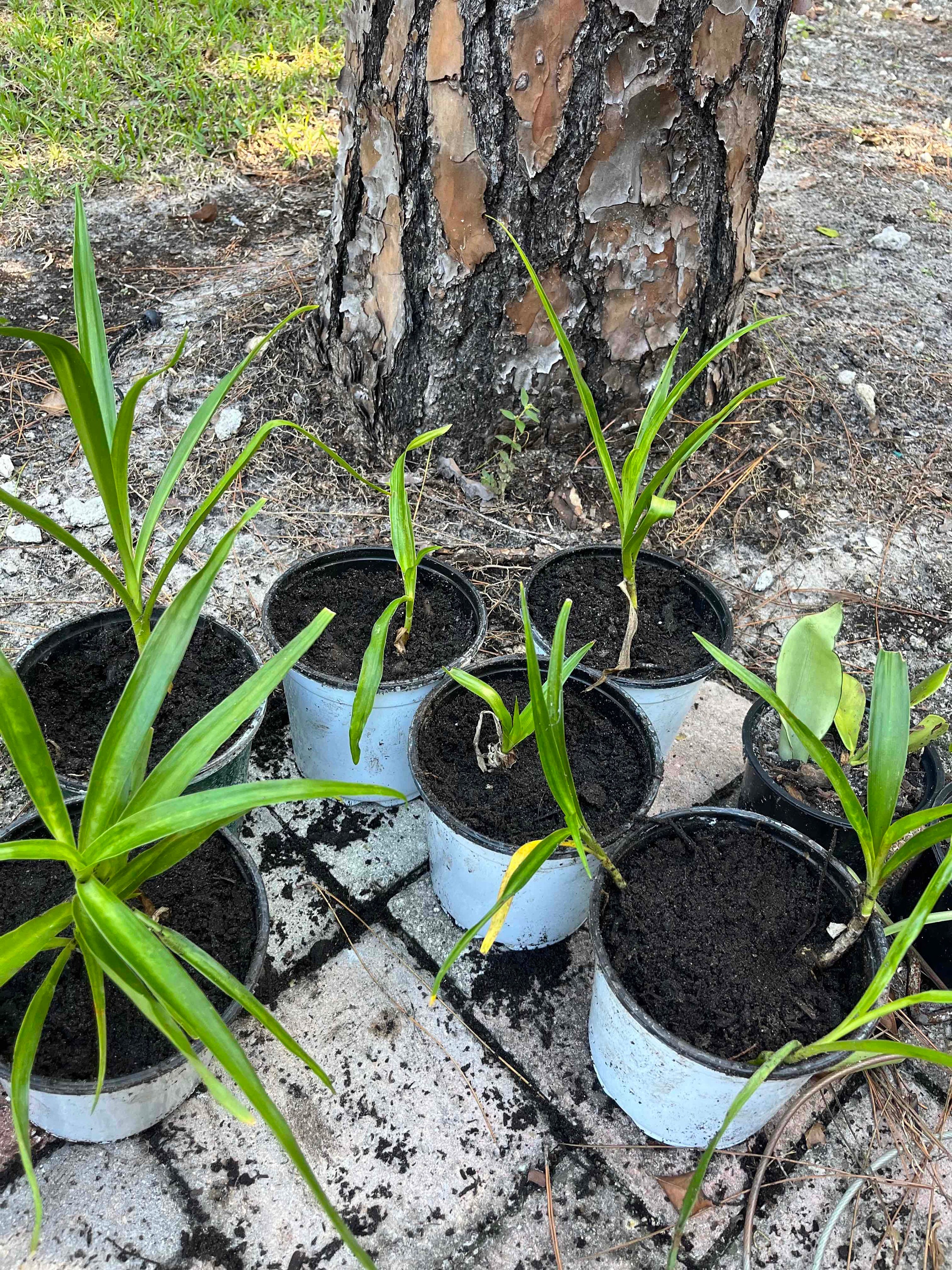 Asiatic Purple Poison Bulb Crinum Lily - Etsy