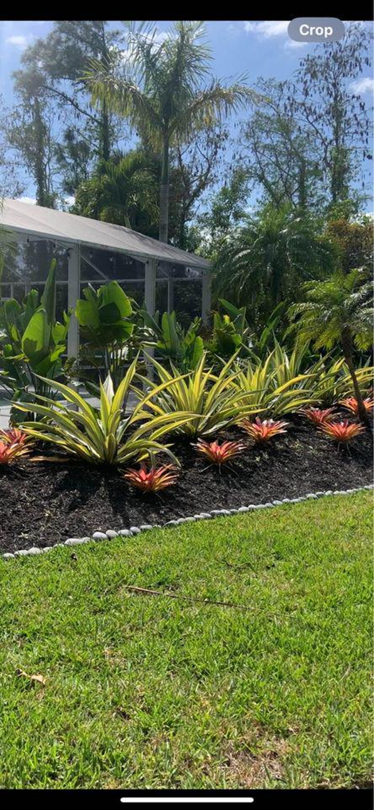Giant False Agave, Variegated (furcraea Foetida) 1gal - Etsy