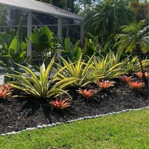 Giant False Agave, Variegated (furcraea Foetida) 1gal - Etsy