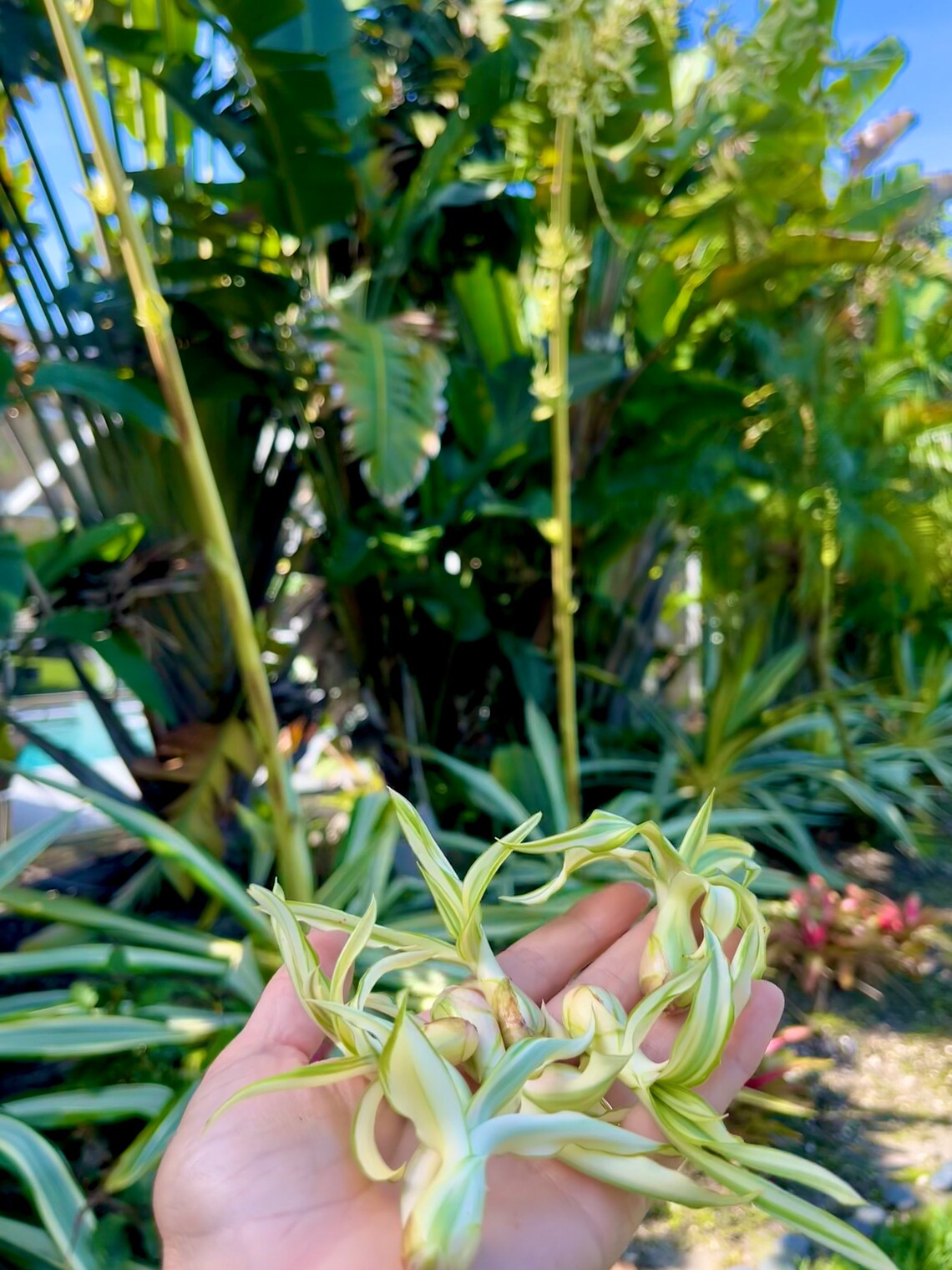 Giant Variegated False Agave (furcraea Gigantea ‘variegata’ - 5 ...