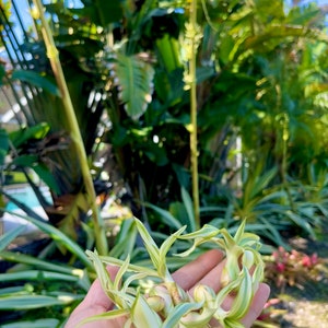 Giant Variegated False Agave (furcraea Gigantea ‘variegata’ - 5 ...