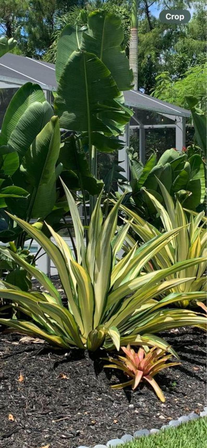 Giant False Agave, Variegated (furcraea Foetida) 4” Pot - Etsy