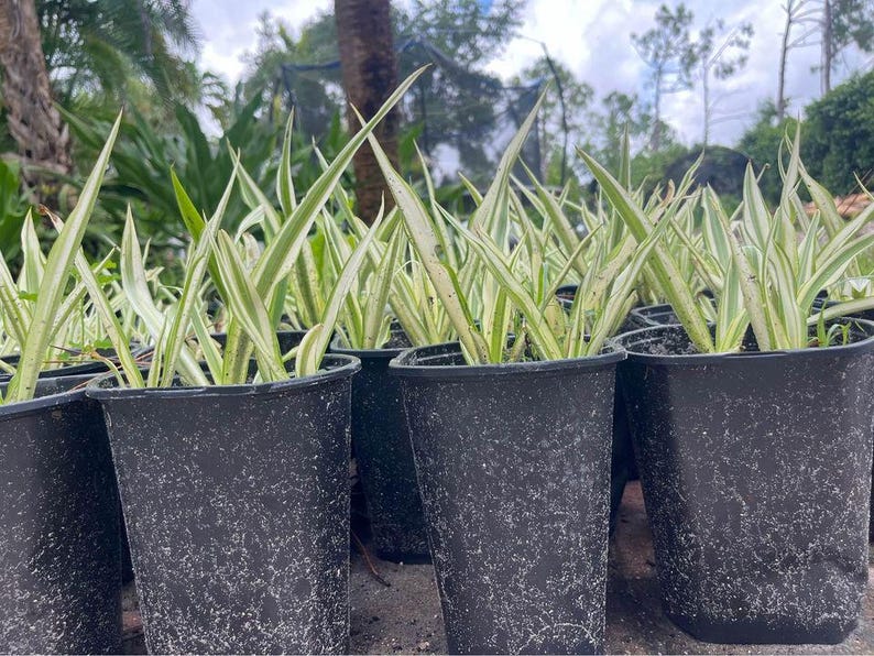 Giant False Agave, Variegated (furcraea Foetida) 1gal - Etsy