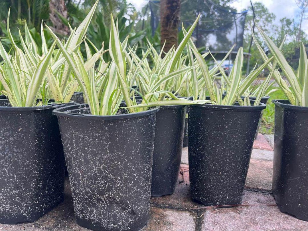 Giant False Agave, Variegated (furcraea Foetida) 1gal - Etsy