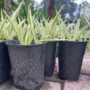 Giant False Agave, Variegated (furcraea Foetida) 1gal - Etsy