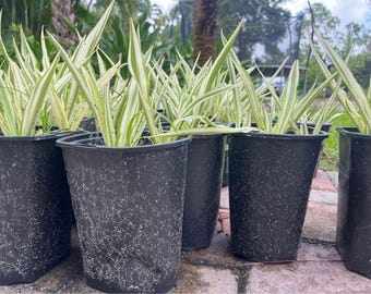 Giant False Agave, Variegated (furcraea Foetida) 4' Pot - Etsy