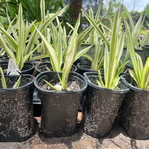 Giant False Agave, Variegated (furcraea Foetida) 4” Pot - Etsy