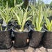 Giant False Agave, Variegated (furcraea Foetida) 4” Pot - Etsy
