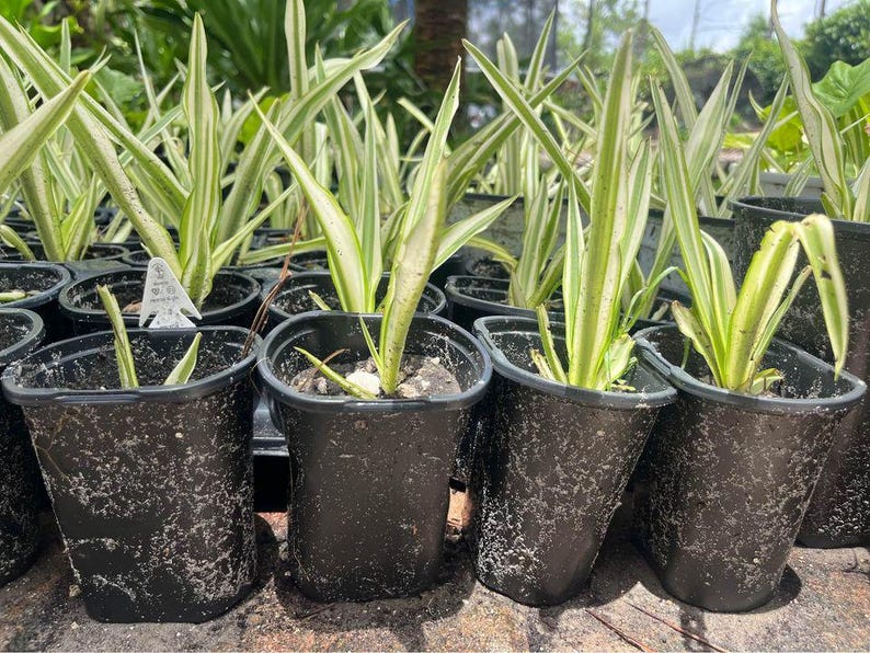 Giant False Agave, Variegated (furcraea Foetida) 4” Pot - Etsy