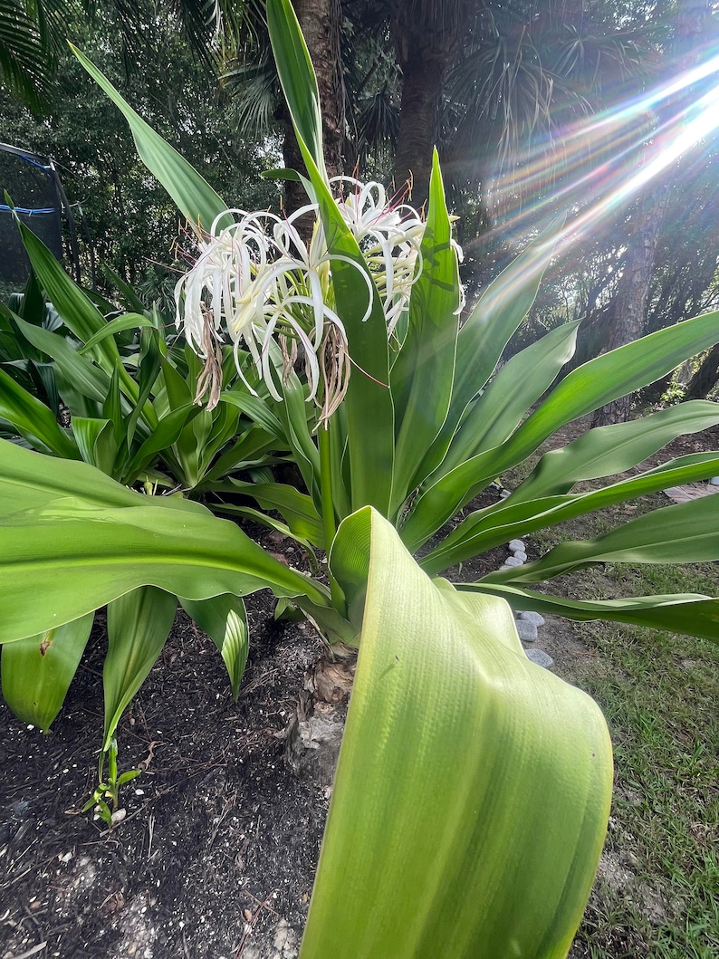 Crinum Lily Poison Bulbs Sprouted - Etsy