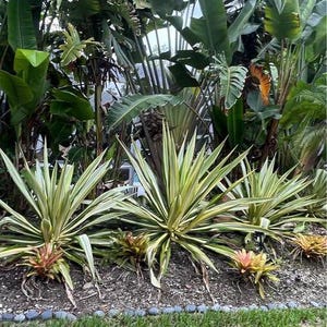Giant False Agave, Variegated (furcraea Foetida) 4” Pot - Etsy