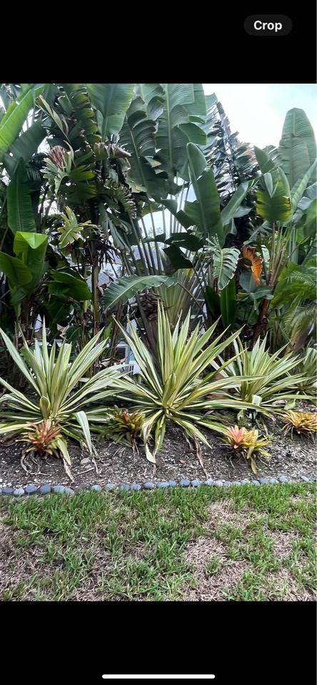 Giant False Agave, Variegated (furcraea Foetida) 4” Pot - Etsy