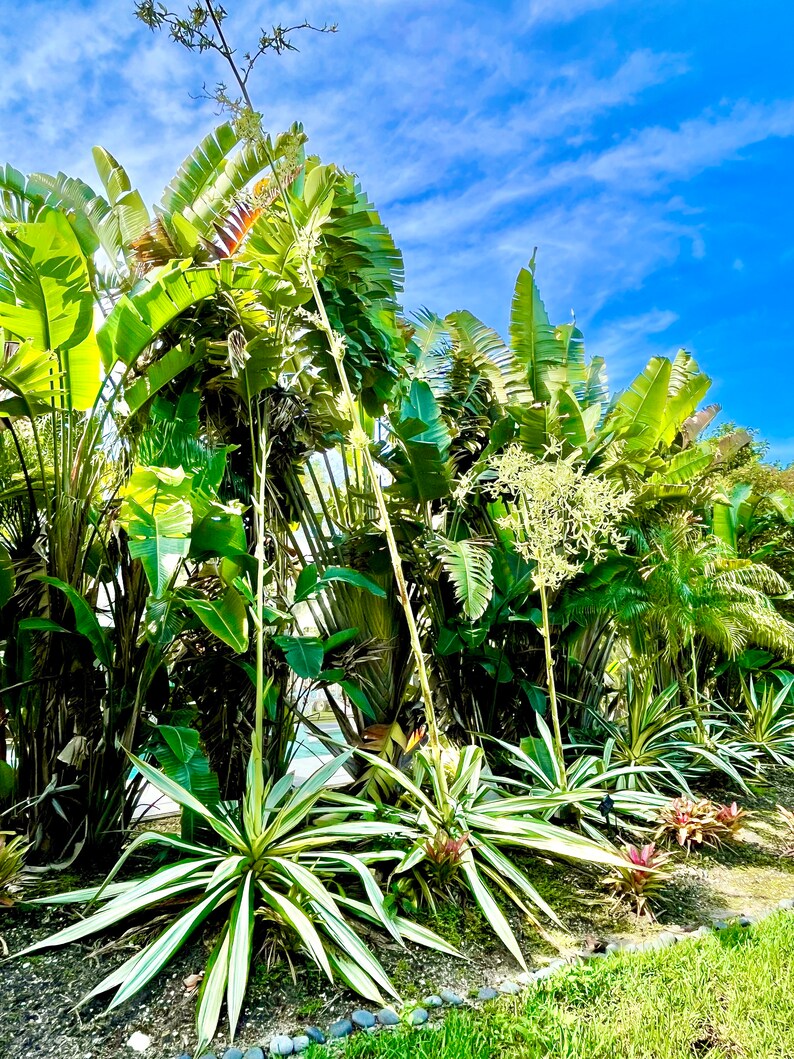 Giant Variegated False Agave (furcraea Gigantea ‘variegata’ - 5 ...