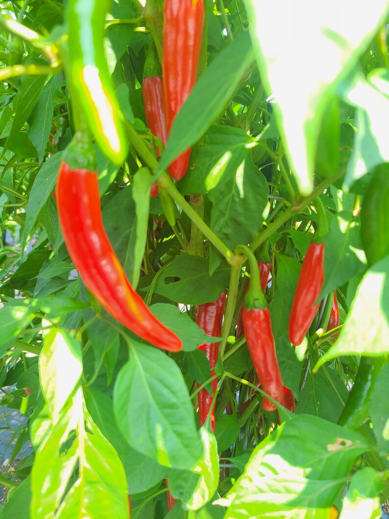 FRESH Gochugaru Fresh Gochu Pepper Hot Peppers Korean Hot Peppers ...