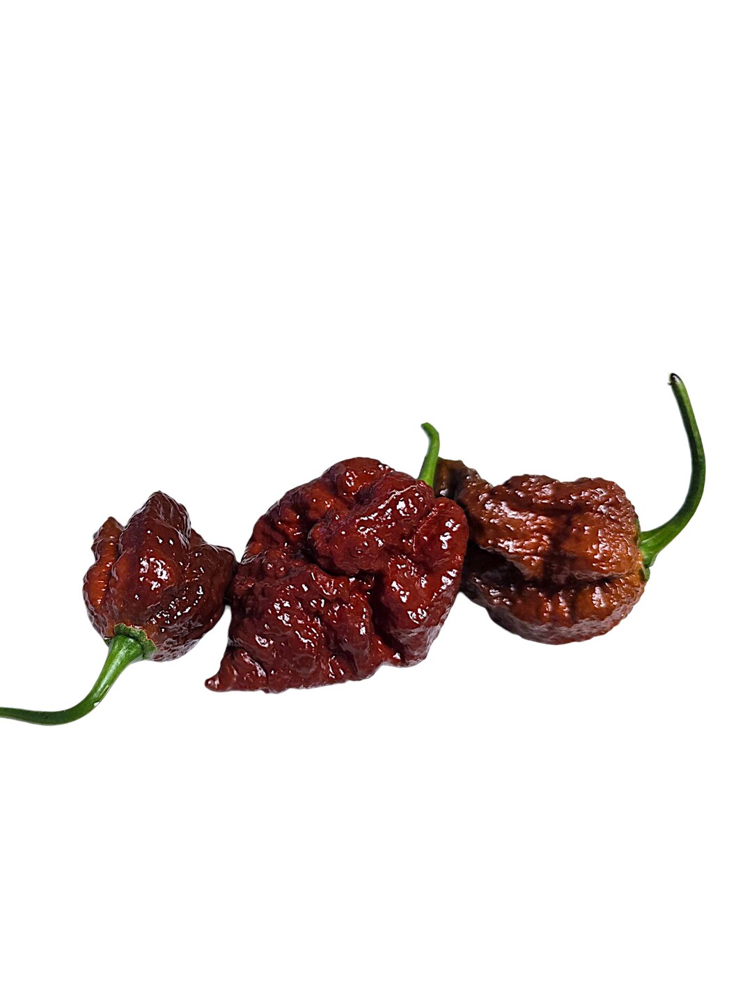 Fresh Chocolate Apocalypse Pepper Pods: Super Hot Missouri Grown ...