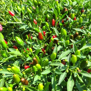 Fresh Thai Dragon Chili Peppers 2 Oz Hot Peppers Freshly Picked - Etsy