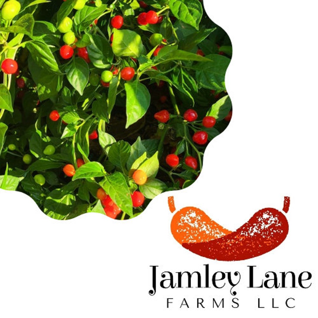 Fresh Wiri Wiri Guyana Hot Pepper/ Bird Cherry Pepper 2.0oz Super Hot ...