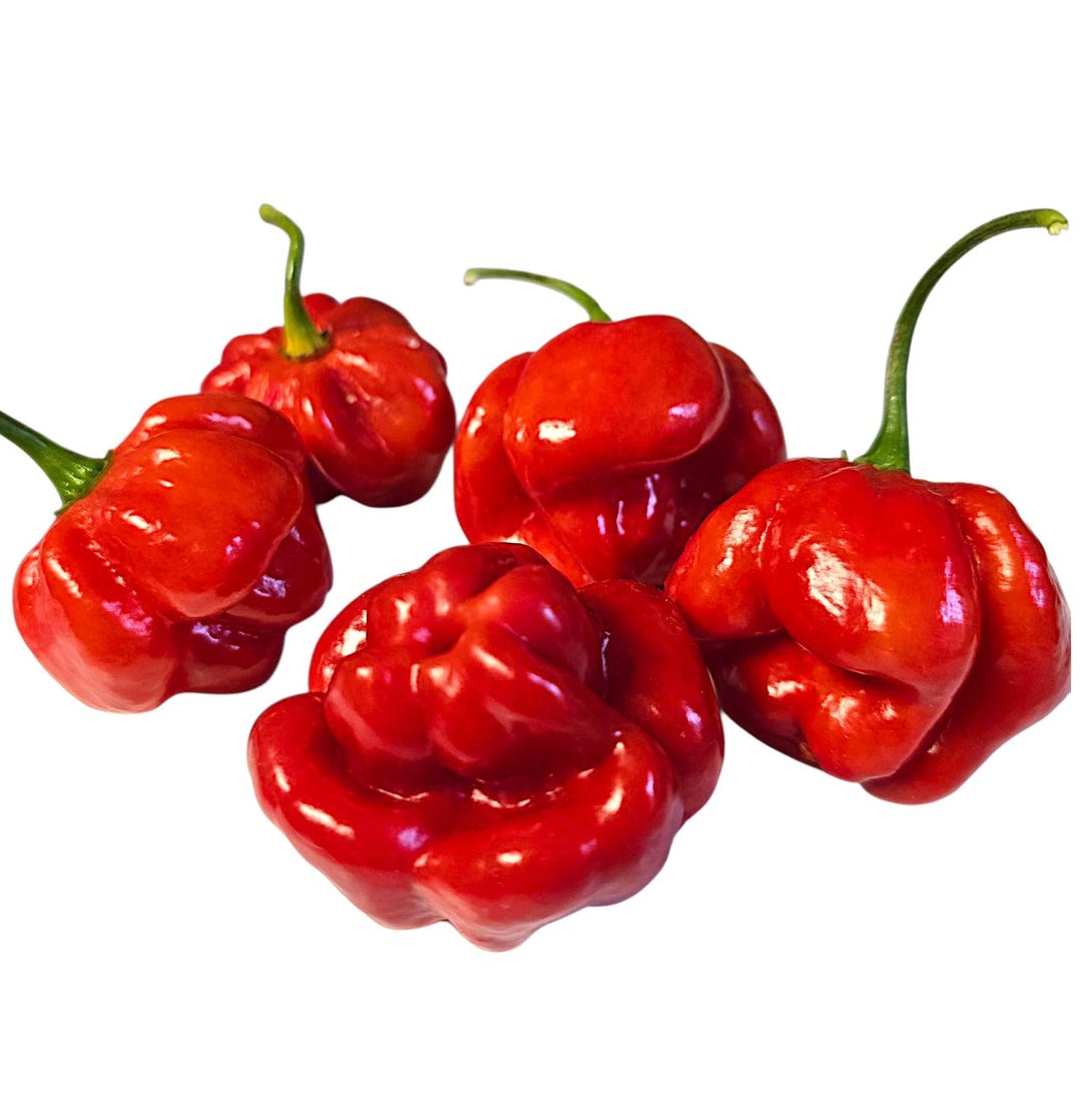 Fresh Red Scotch Bonnet Peppers: Missouri Grown, Caribbean Heat - Etsy