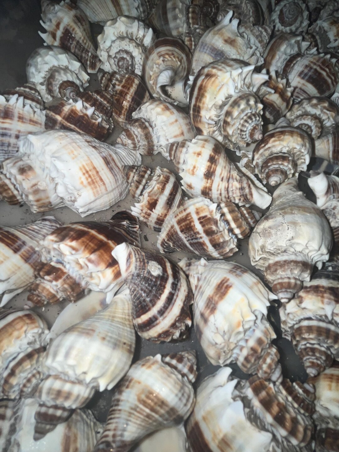 Florida King Crown Spikey Conch Seashells 3-4" Seashell Coastal Beach ...