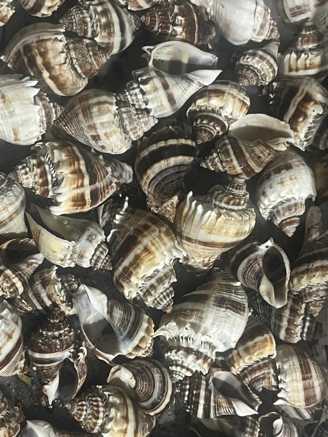 Florida King Crown Conch Shells, SW FL Gulf of Mexico, Lot of 10, 2-3.5 ...