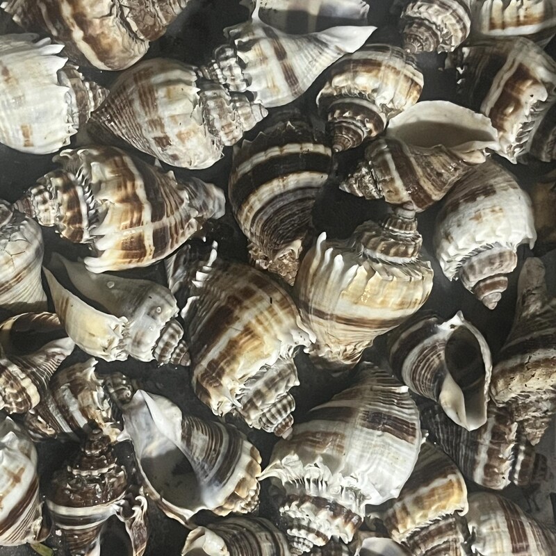 Shell Crown - Etsy