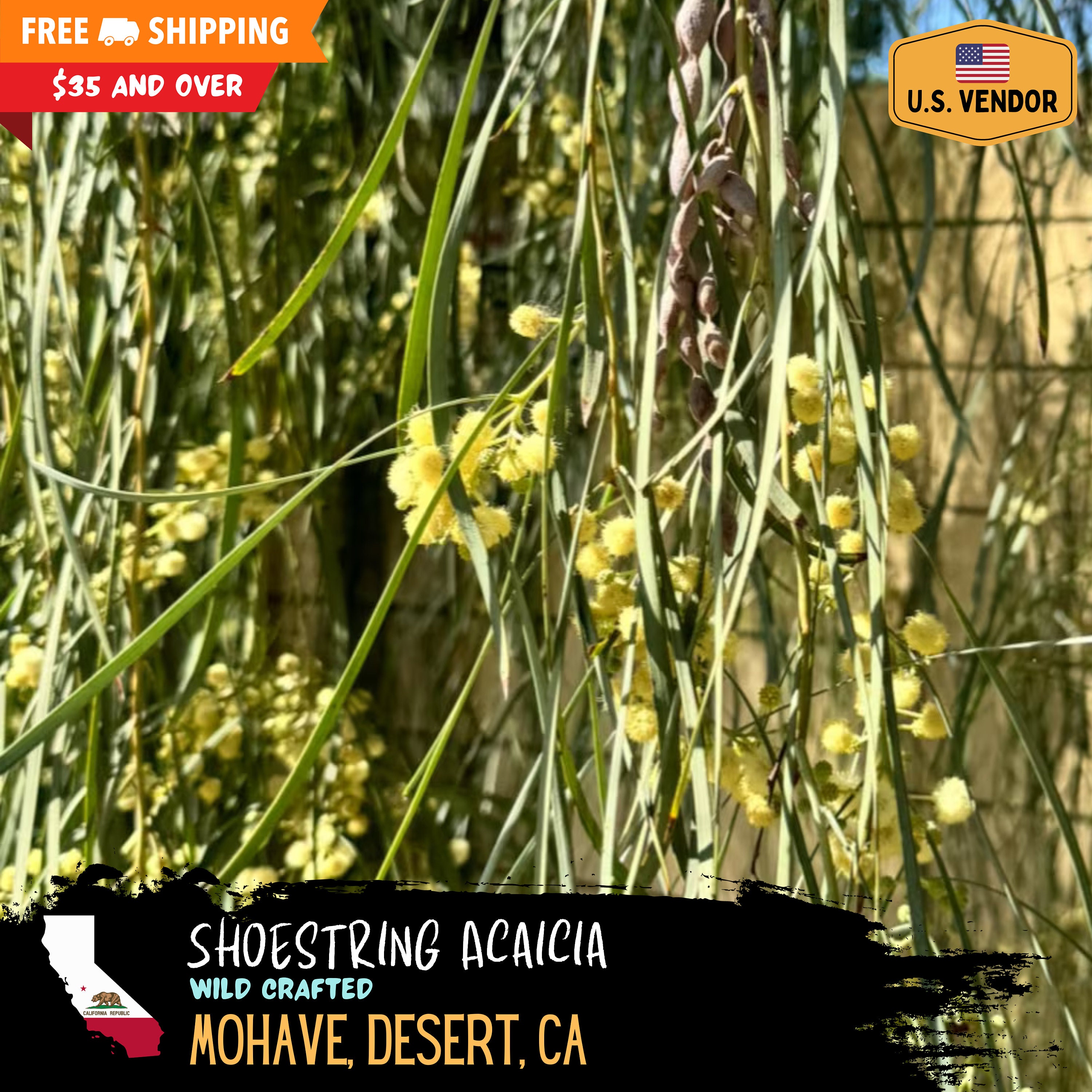 Shoestring Acacia Tree “acacia Stenophylla” - Exotic Fast Growing Tree ...