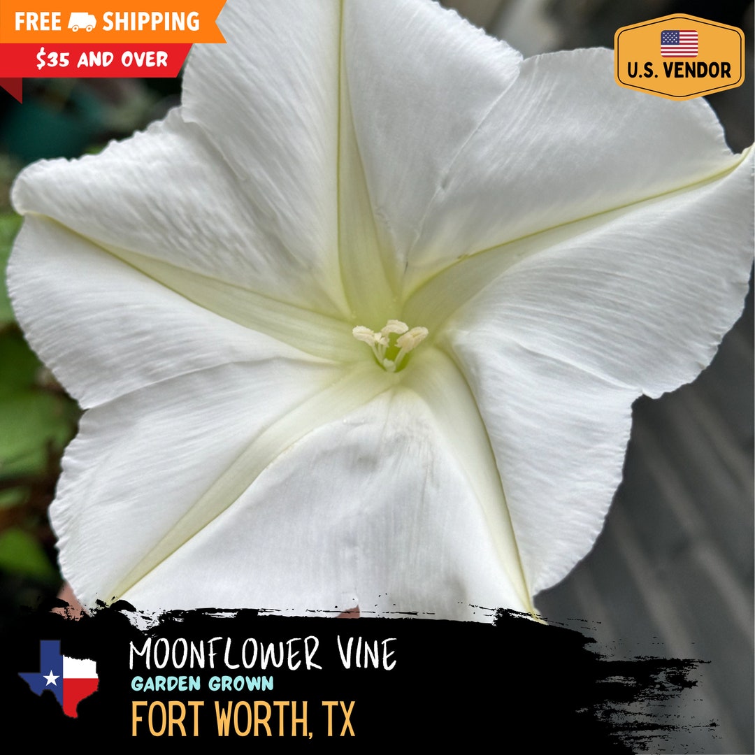 Moonflower Vine (ipomoea Alba) - Heirloom Seeds - Etsy