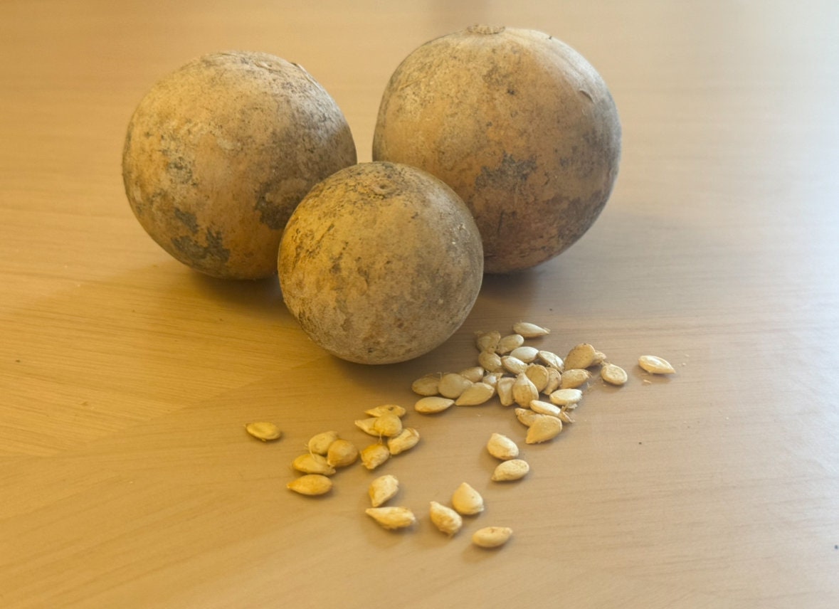 Buffalo Gourd Seeds “cucurbita Foetidissima” - Garden Grown 2025 ...