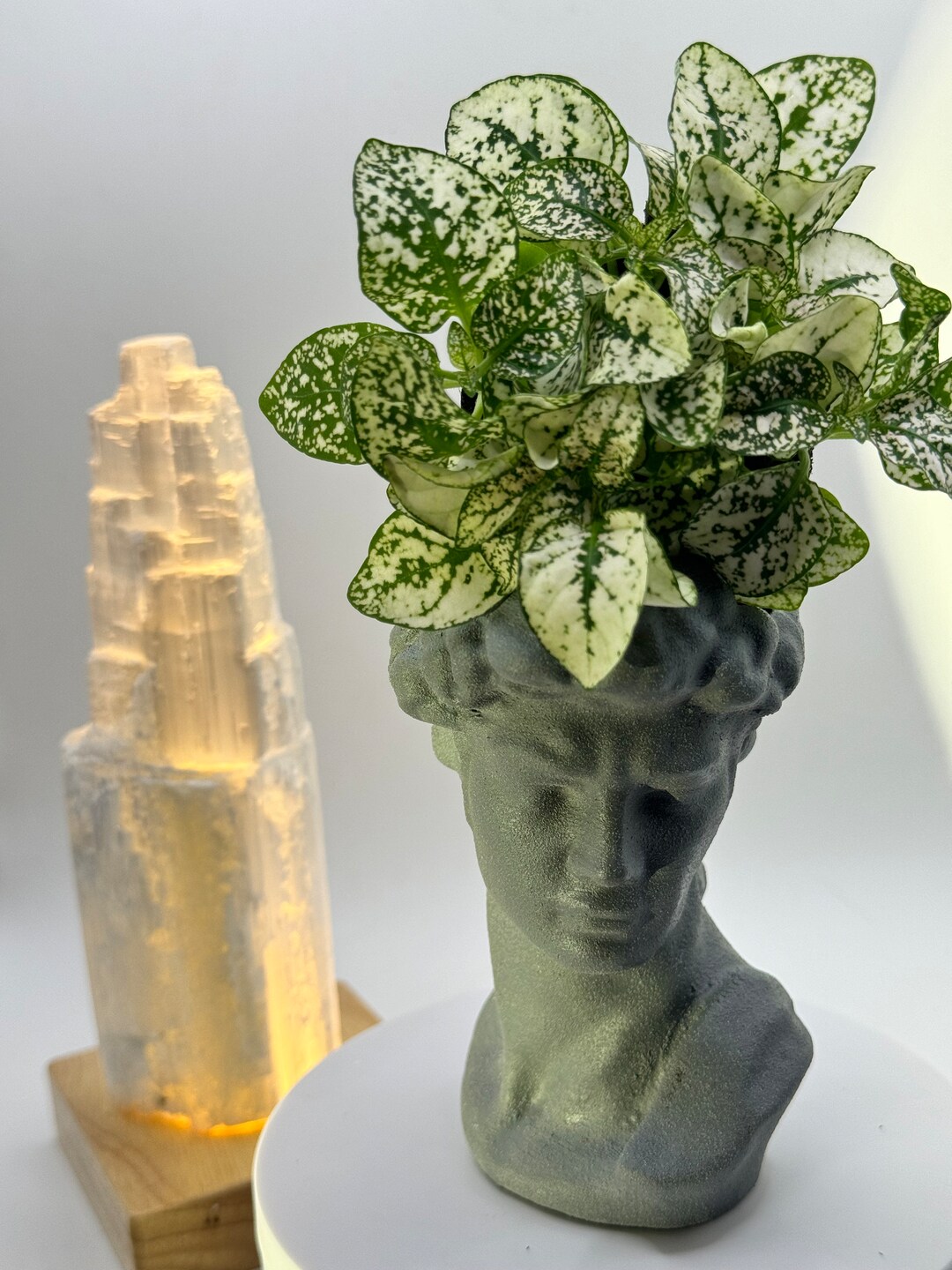 David Planter Ideal for Cactus Succulents Air Plants and - Etsy