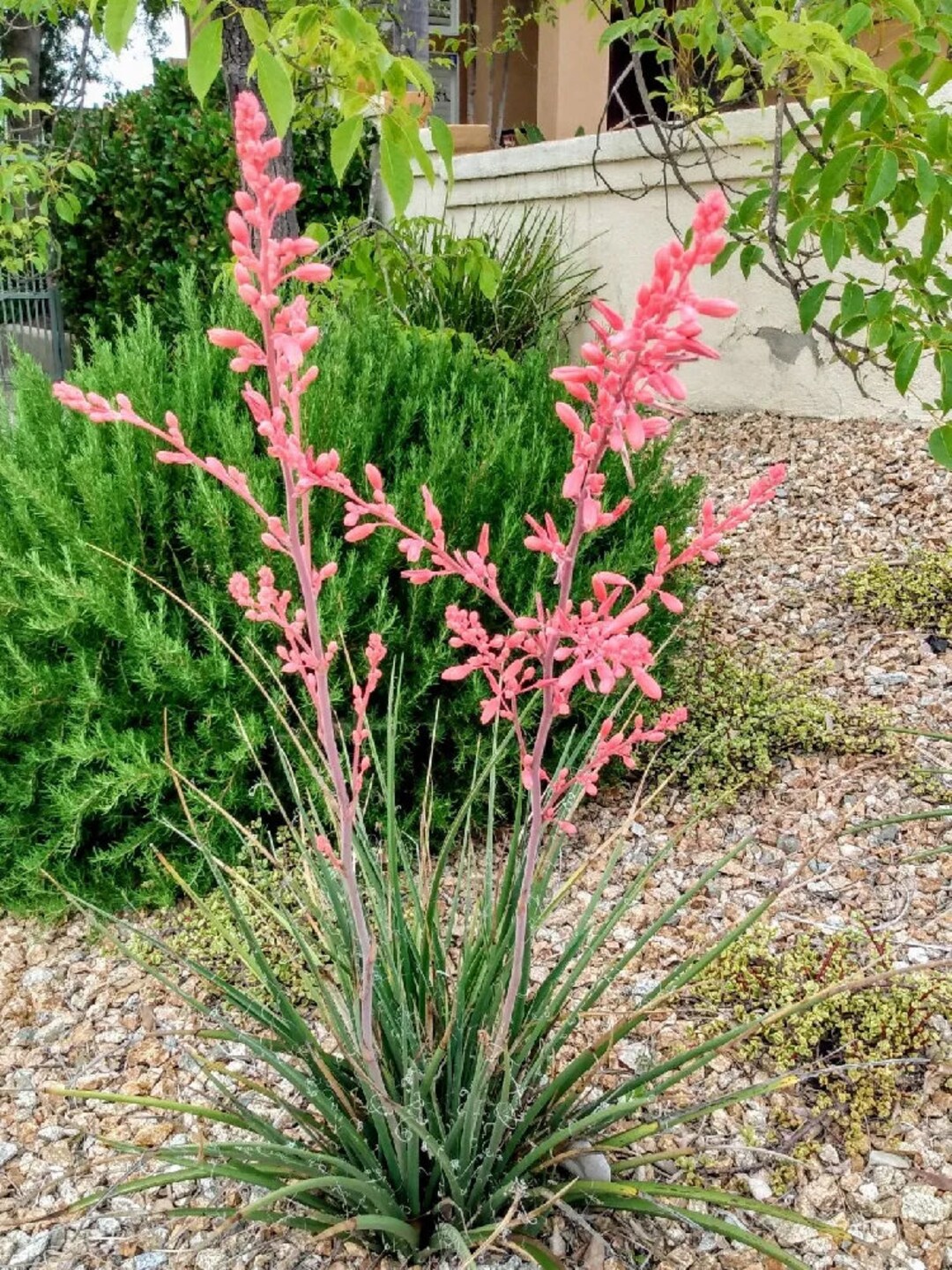 Red Yucca hesperaloe Parviflora Seeds Harvested 2023 - Etsy