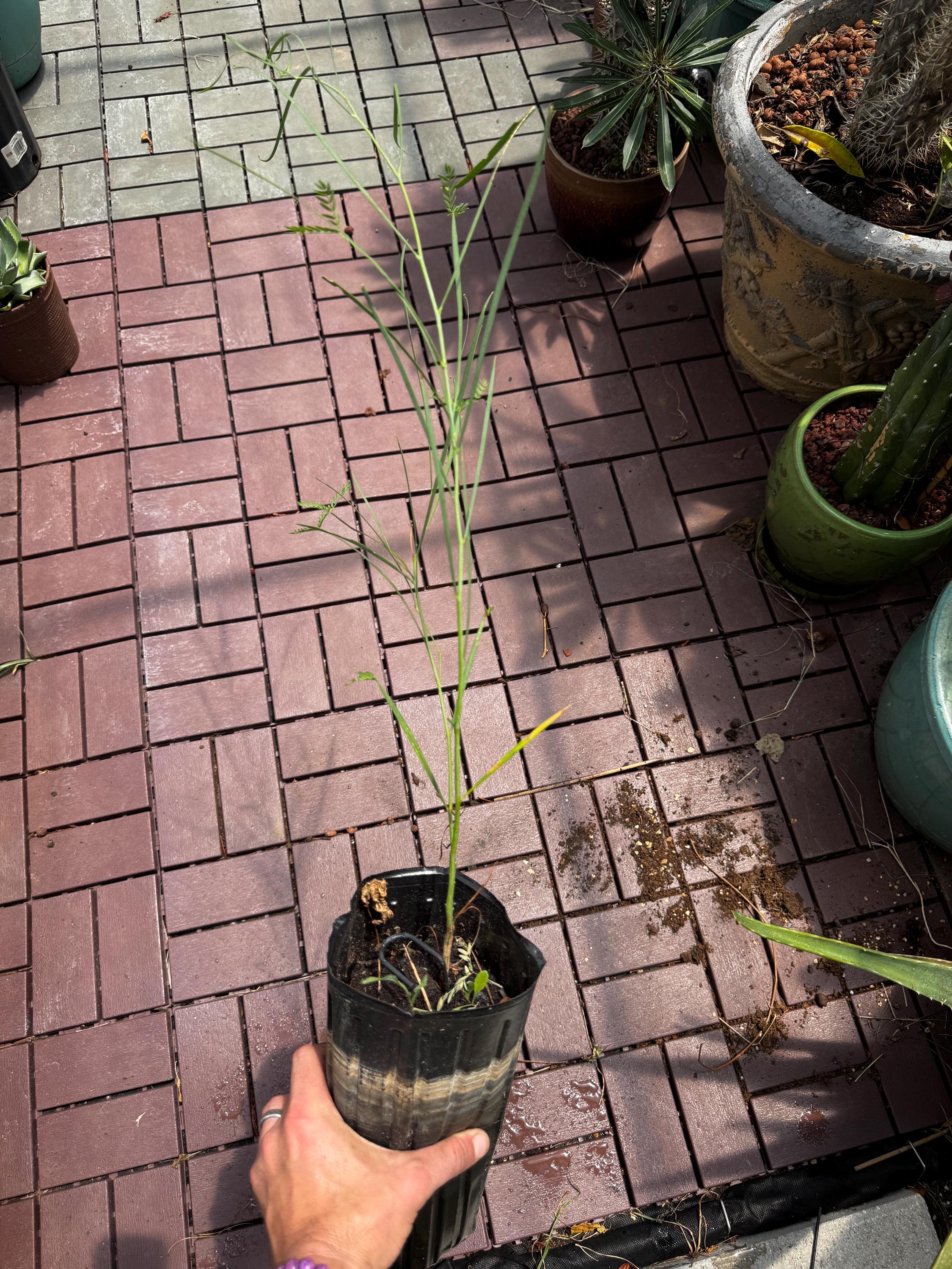 Shoestring Acacia Tree - Wild Crafted Mojave Desert, Exotic Fast ...