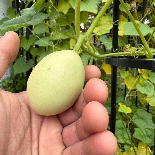 Gourds - Etsy