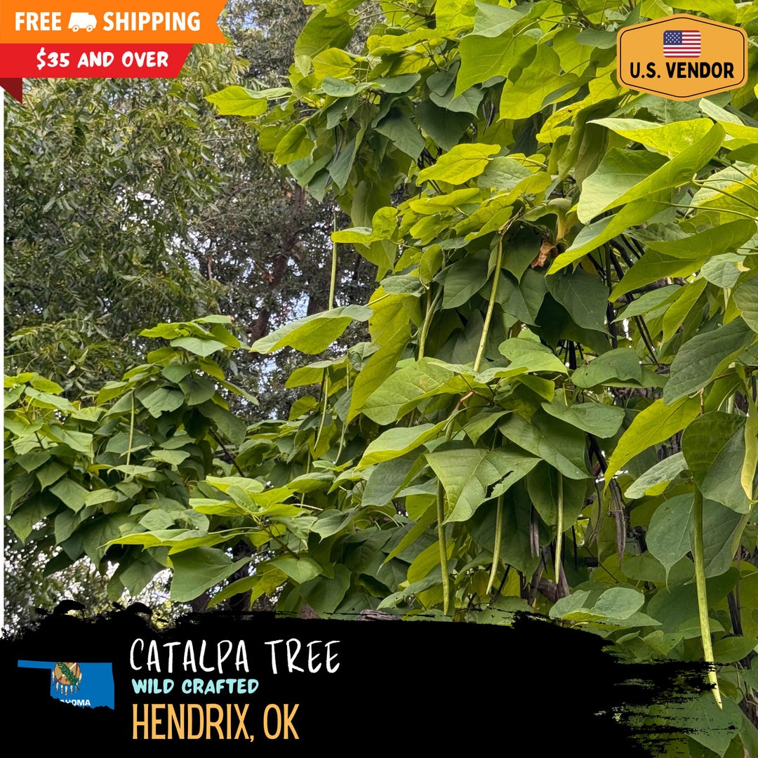 Native American Catalpa Tree Seeds - Catalpa Bignonioides - Exotic ...