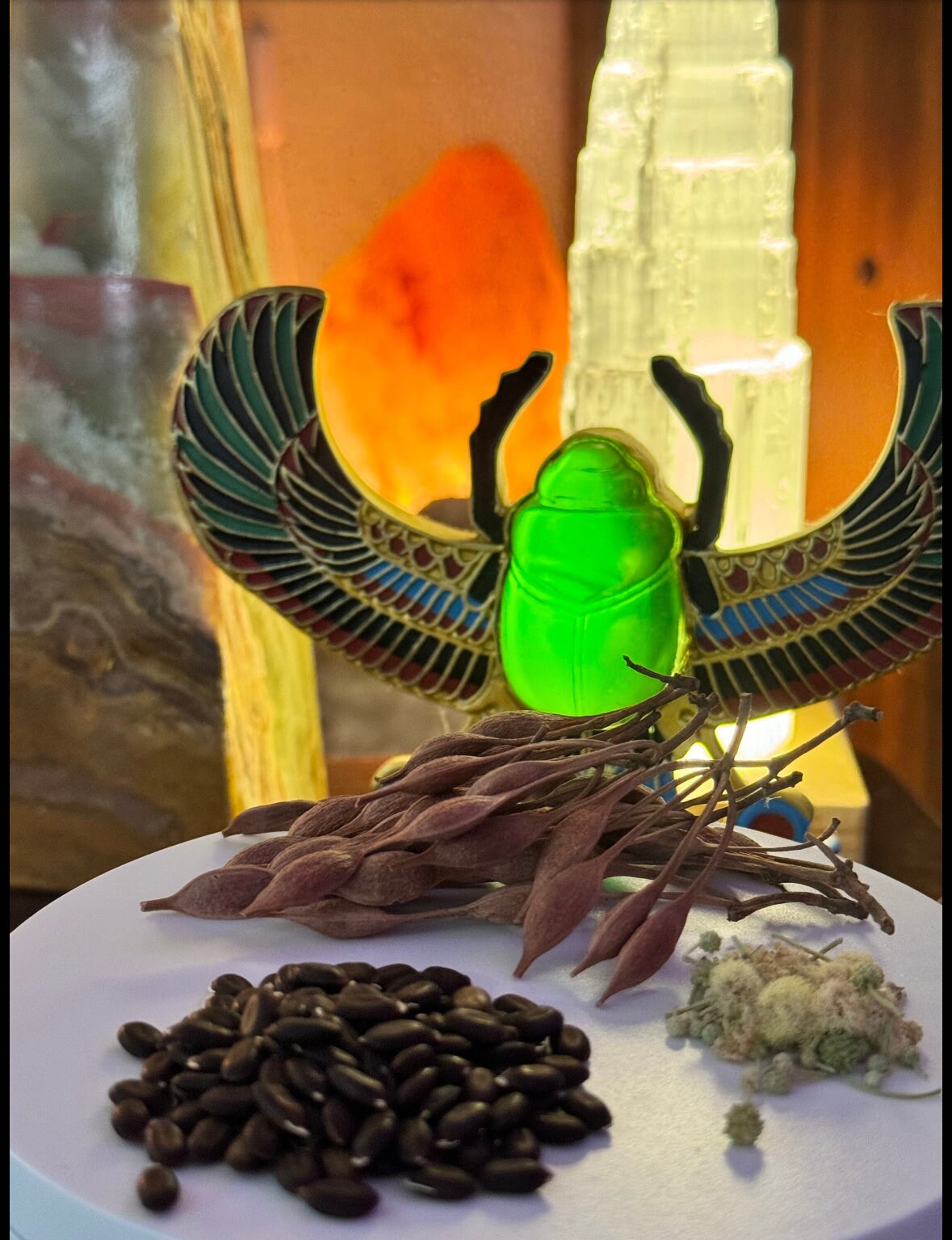 Shoestring Acacia Tree “acacia Stenophylla” - Exotic Fast Growing Tree ...