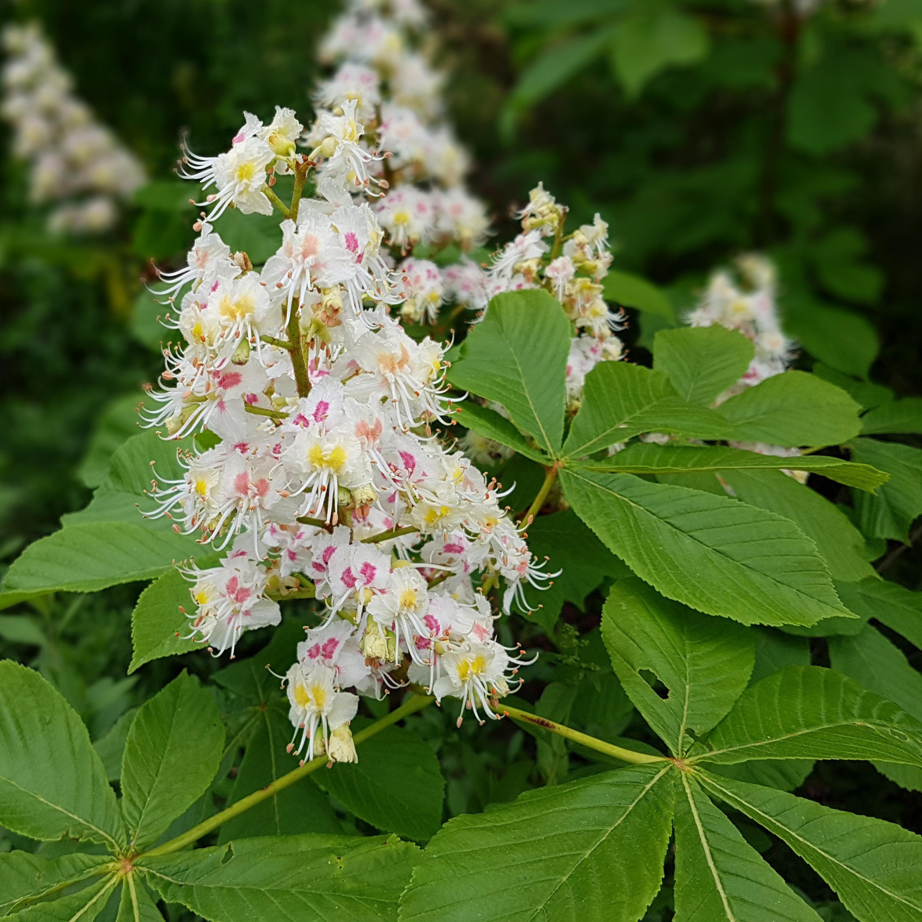 Mexican Buckeye Tree Seeds - Ungnadia Speciosa - Texas Native Trees ...