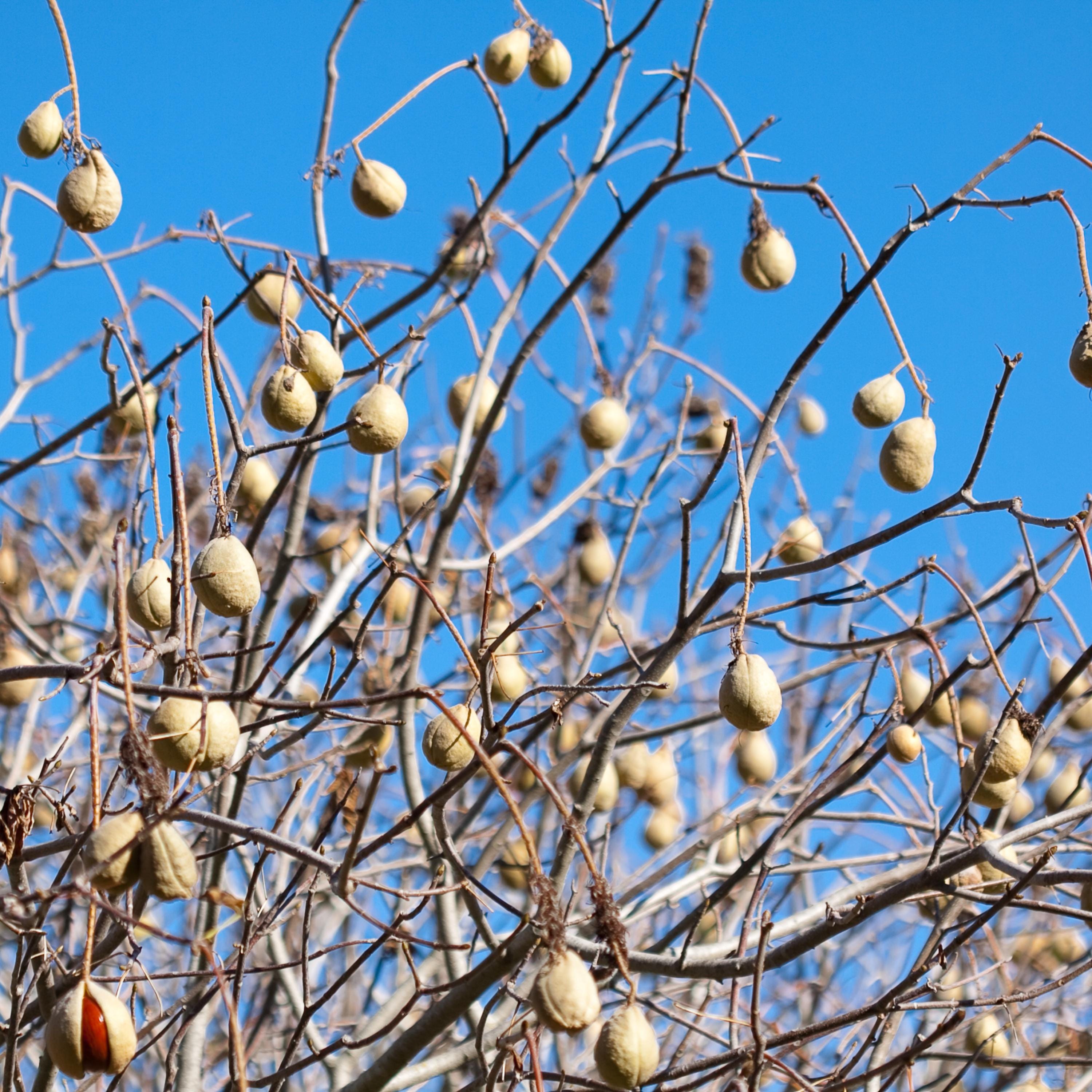 Mexican Buckeye Tree Seeds - Ungnadia Speciosa - Texas Native Trees ...