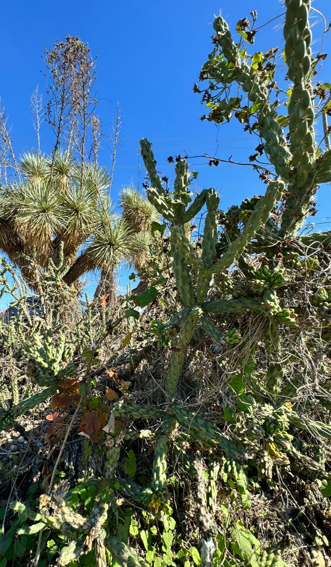 6 Rooted Cacti Specimen Live Texas Tree Cholla Cactus Pup - Etsy