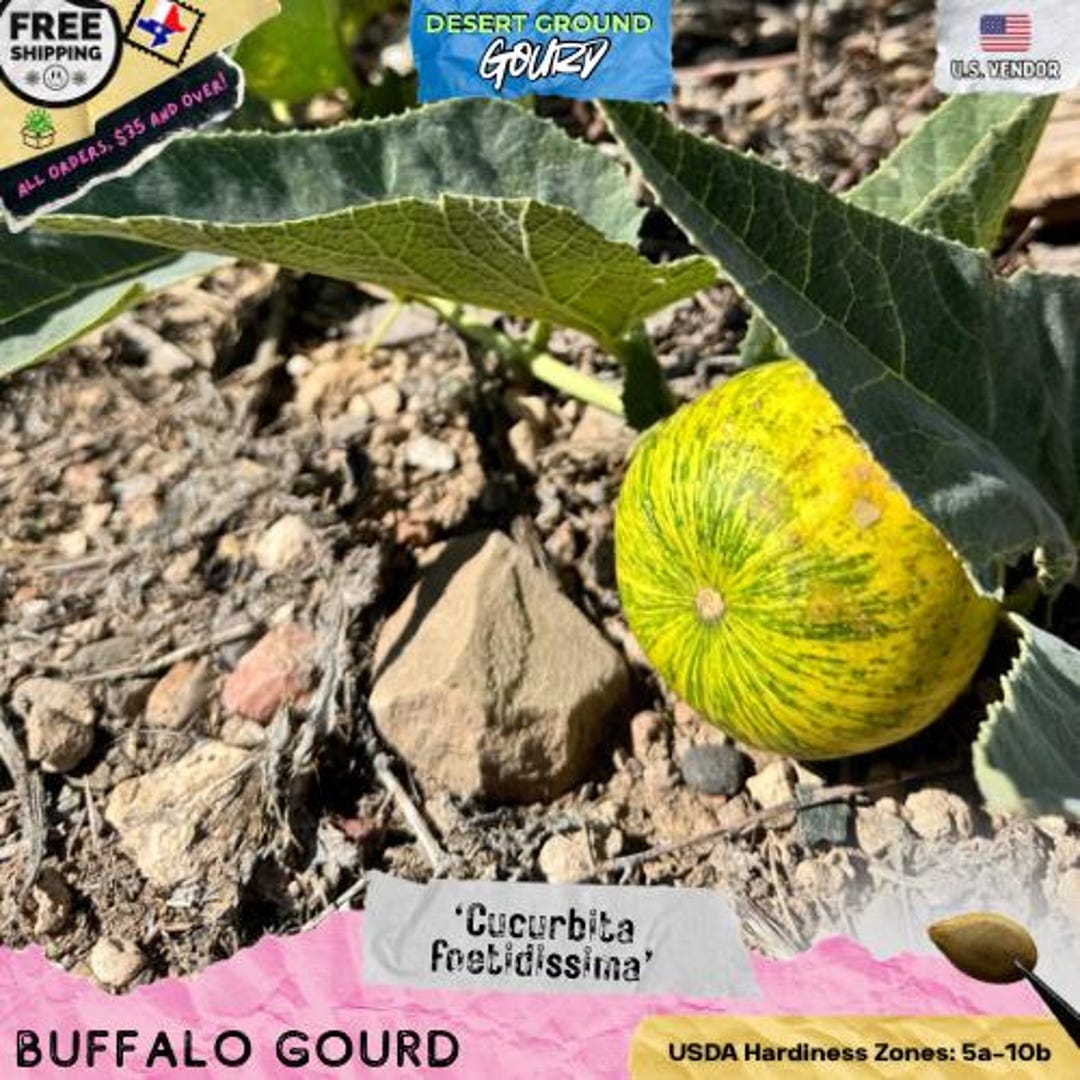 Buffalo Gourd Seeds “cucurbita Foetidissima” - Garden Grown 2025 ...