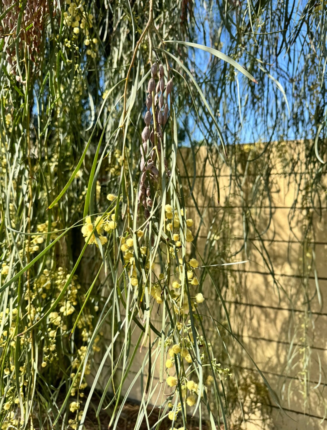 Shoestring Acacia Tree Seeds Acacia Stenophylla Exotic - Etsy