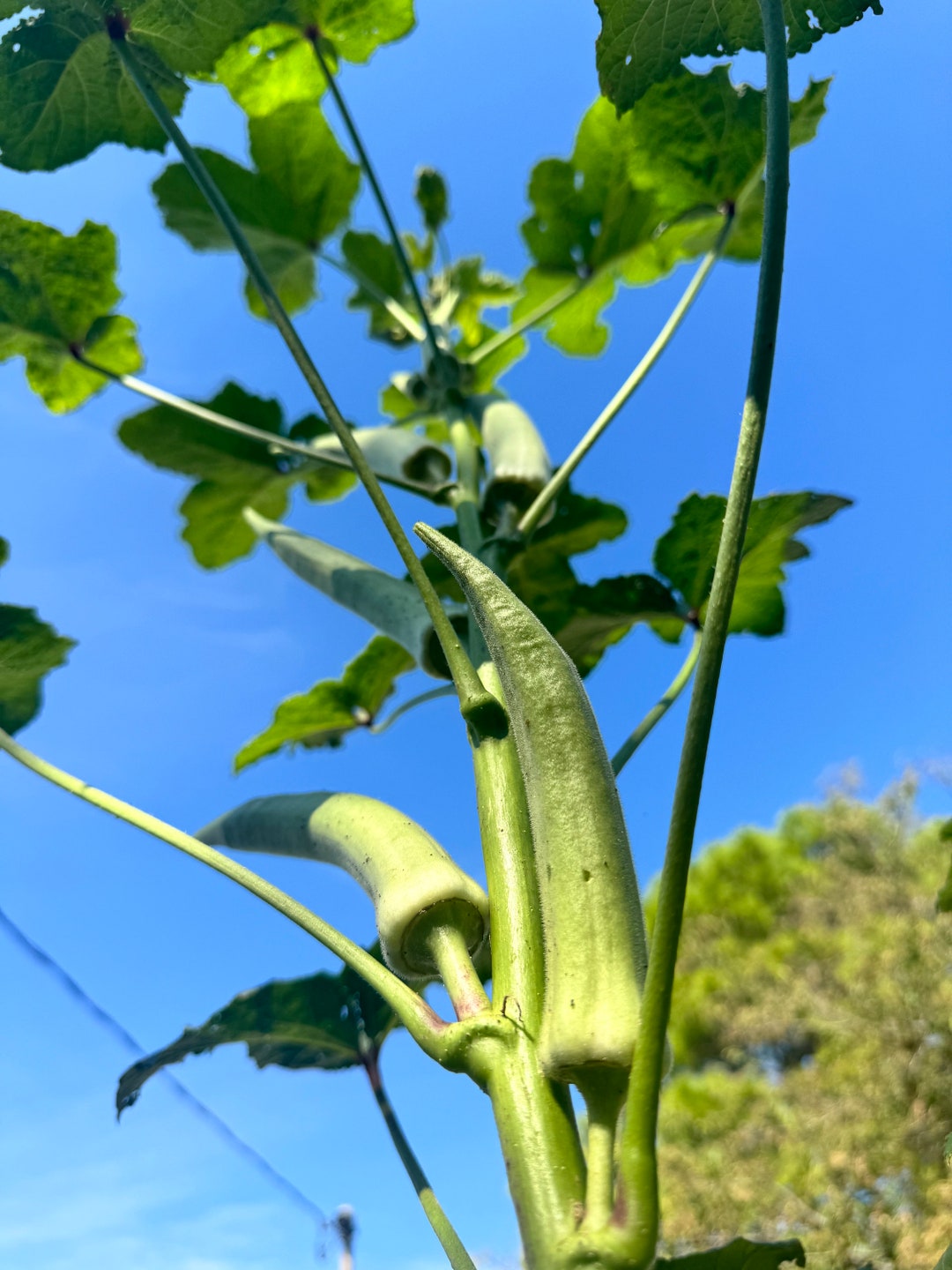 14ft Heirloom Emerald Okra (abelmoschus Esculentus) - Fresh ...