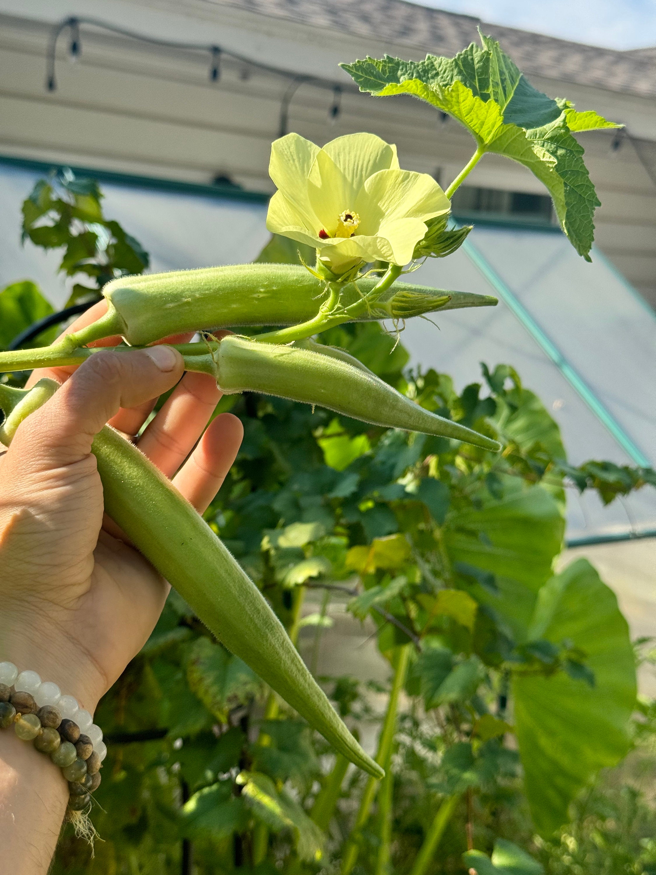 14ft Heirloom Emerald Okra (abelmoschus Esculentus) - Fresh ...
